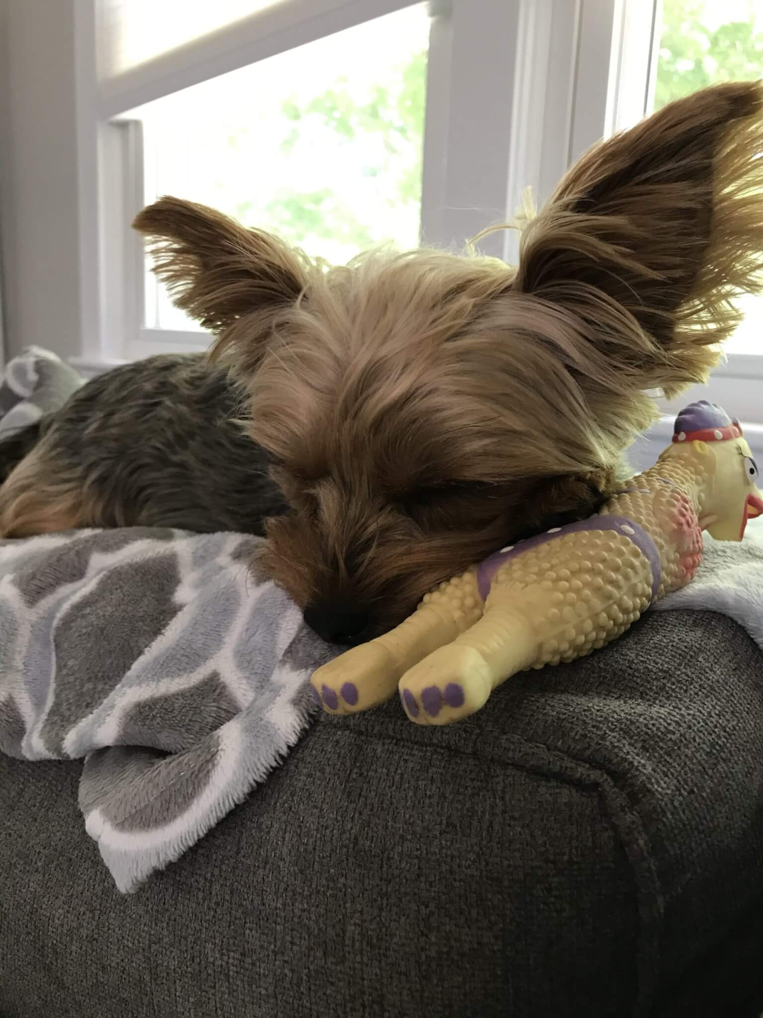 Stephanie's Myles ⋆ It's a Yorkie Life Stephanie's Myles ⋆ It's a Yorkie Life